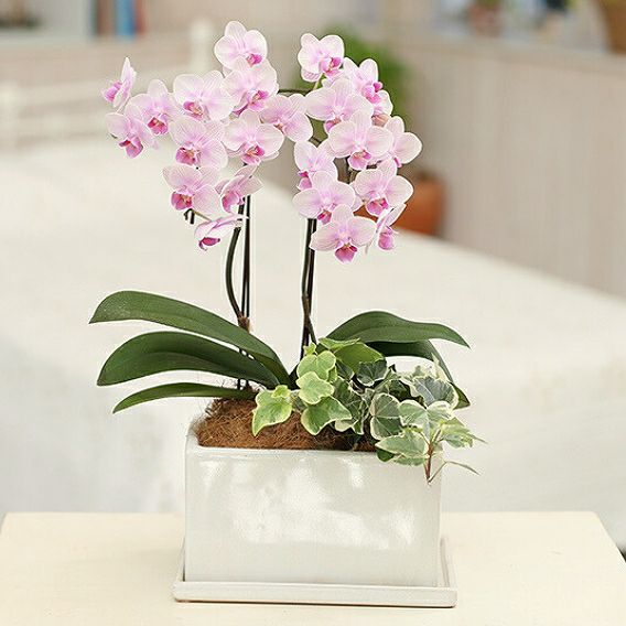 ミディ胡蝶蘭「パルテノ」 | フラワーギフト 通販｜花以想 Hanaimo｜フラワーギフト（花以想）